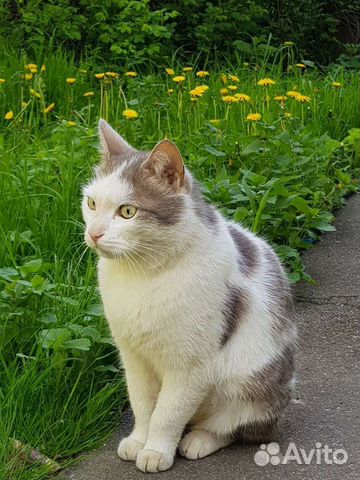 Самый добрый и ласковый котик Кузя в дар