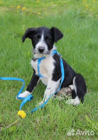 Ласковый Тимошка ищет дом