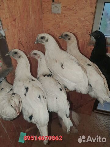 Куры молодки