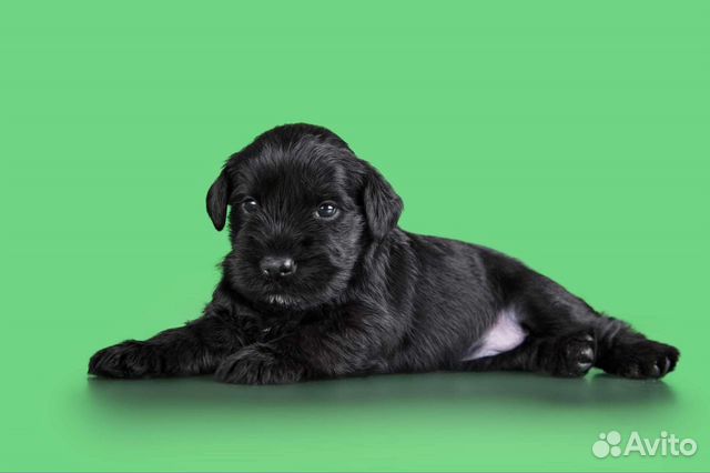 Щенки цвергшнауцера