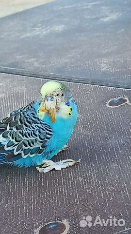 Отдадим Попугая В Добрые Руки