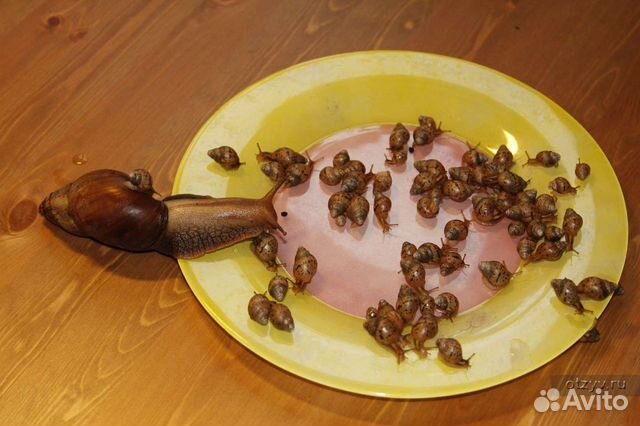 Детёныши улитки ахатина