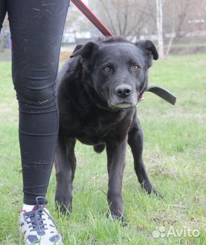 Очень грустит в приюте