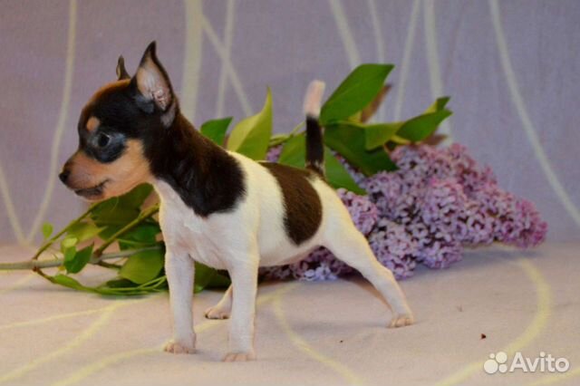 Той-фоксик трехцветный