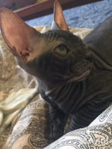 Черный принц