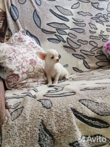 Блондинка чихуахуа