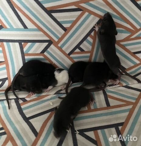 Декоративные крысята