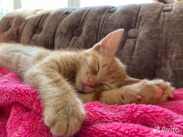 Рыжий котенок-девочка в дар