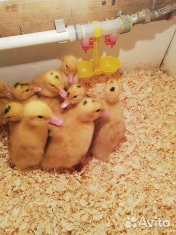 Утята муларды