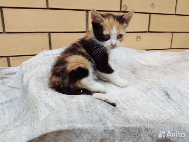 2 котика и кошечка