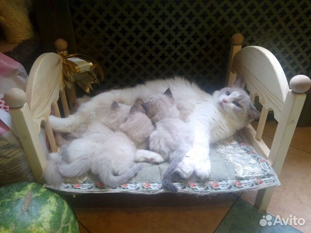 Принимаю брони на котят рэгдолл на конец июня