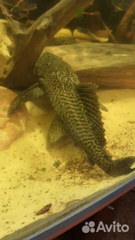 Америка крупная