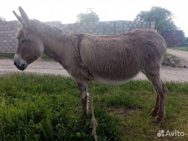 Ослица