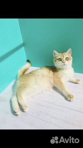 Британская золотая шиншилла