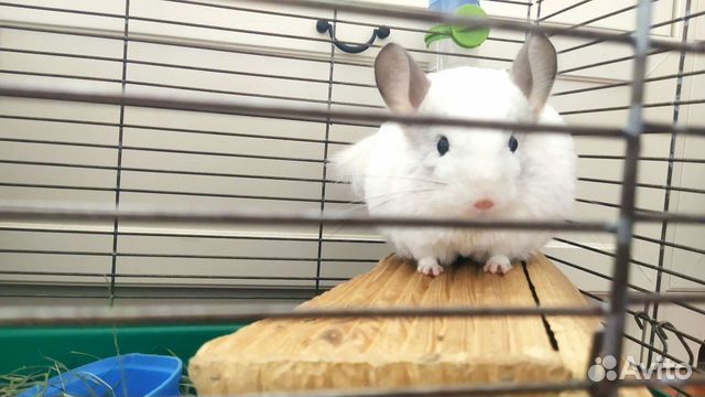 Шиншилла