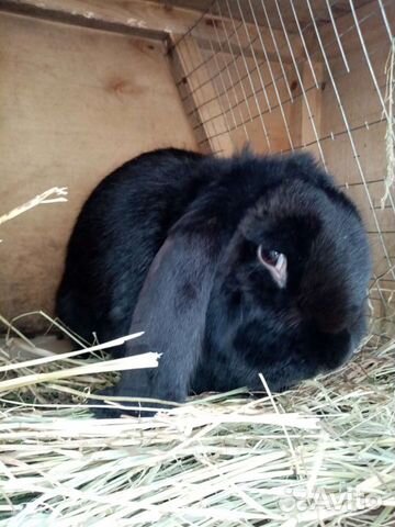 Самка французский баран