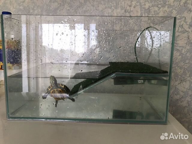 Красноухие черепахи
