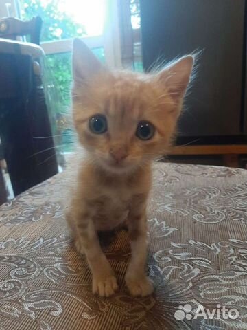 Чудесный рыжик