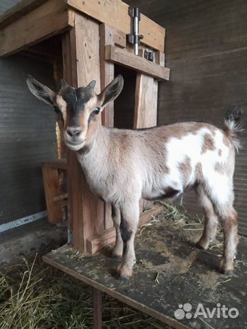 Камерунская козочка