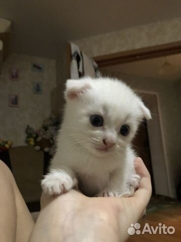 Котята