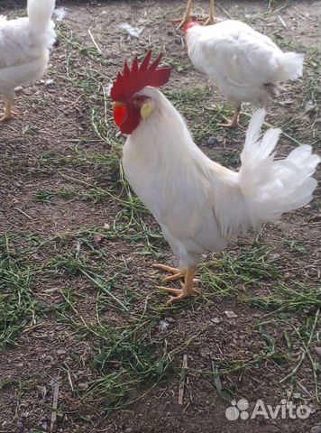 Петухи леггорн белый