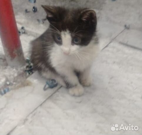 Котёнок в добрые руки)