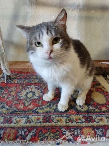 Отдам в добрые руки