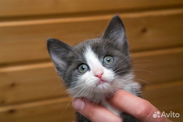 Котенок Майя 2 мес