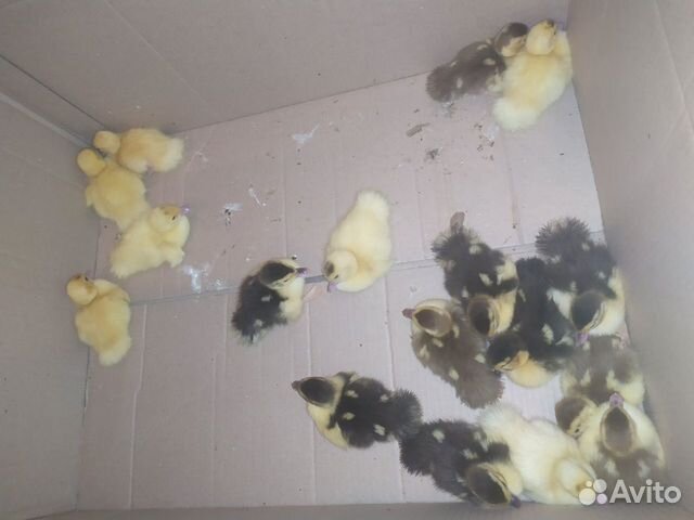 Утята мускусной утки