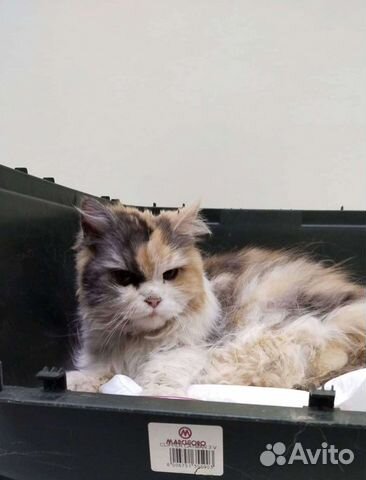 Кошка трудной судьбы