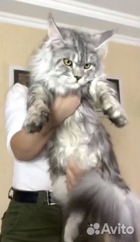 Шикарная куночка