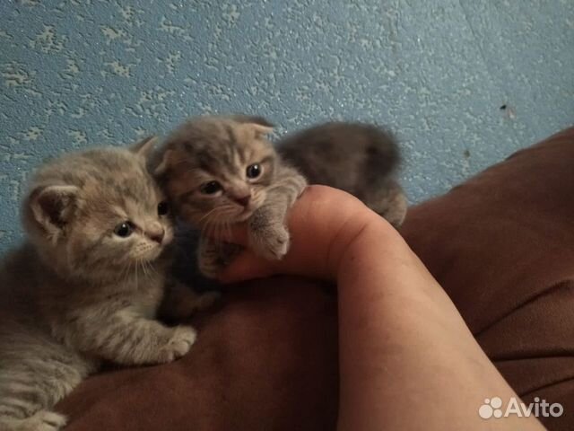 Шотландские котята