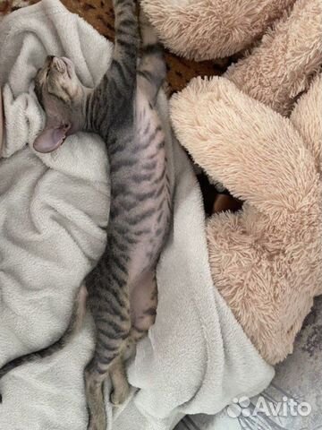 Кот. браш сфинкс