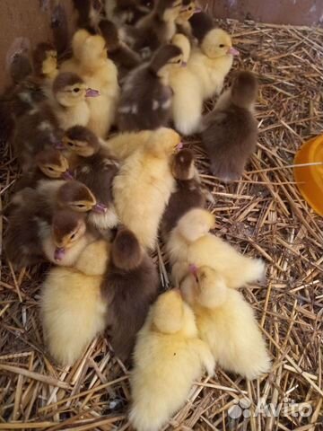 Индоутята продаются суточные,27 шт
