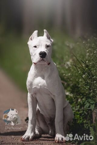 Аргентинский дог