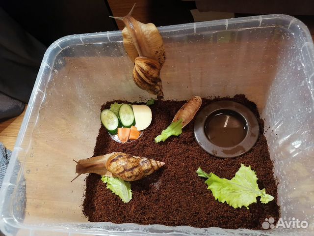 Отдам улиток