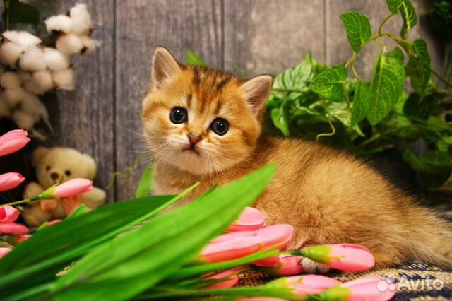 Британский золотой котенок