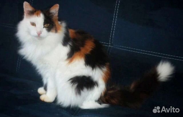 Кошка Кася в поисках дома