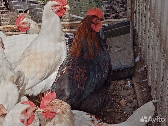 Петухи