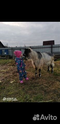 Козел комолый