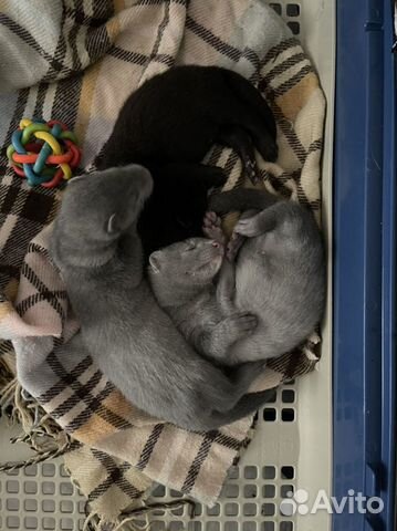 Щенки норки