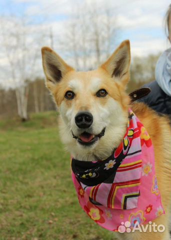 Песику Патрику много раз делали больно