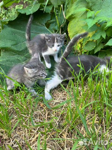 Домашние животные бесплатно кошки