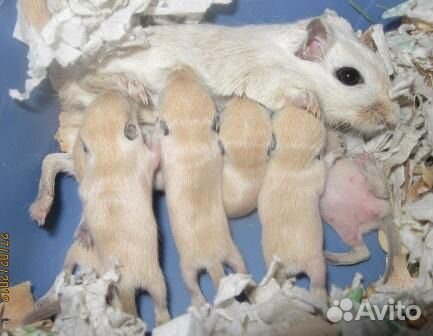 Тушканчики -Монгольские песчанки