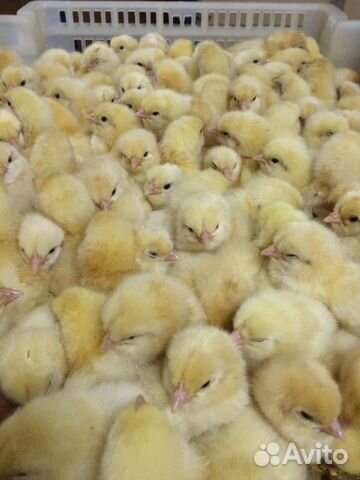 Петушки от несушки