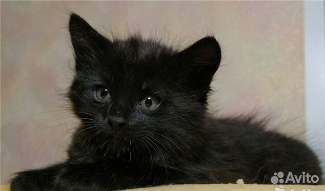 Очаровашка от домашней кошки