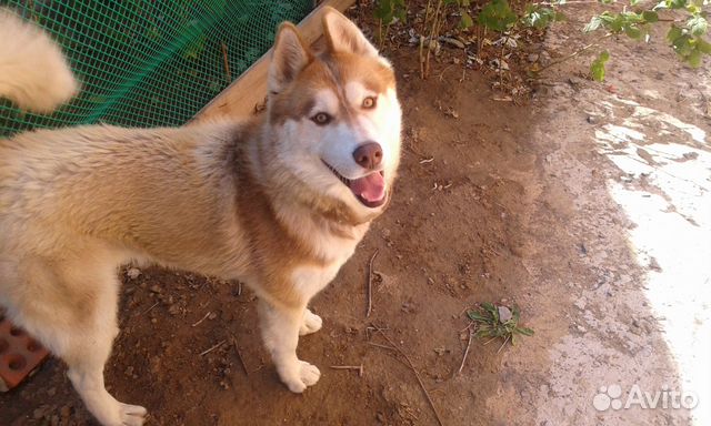 Случка. кабель