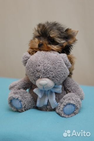 Праздничные малышки микро