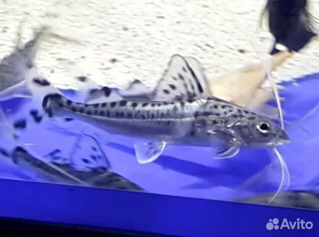 Пимелодус-ангел