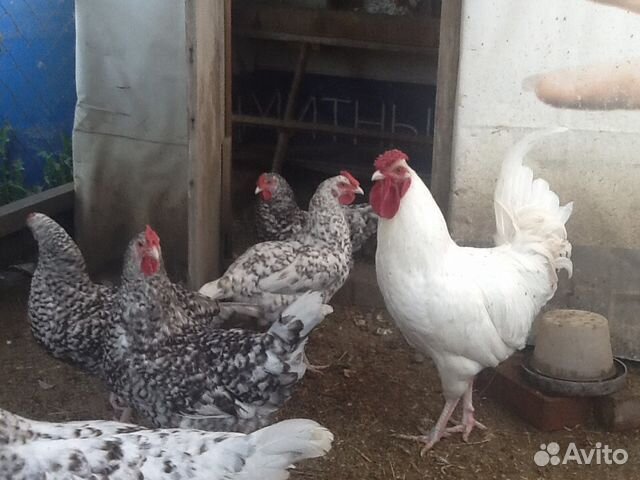 Инкубационное яйцо кур